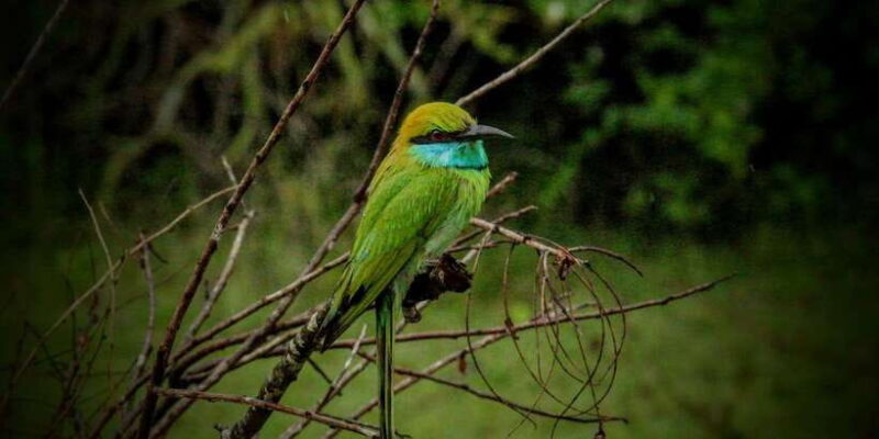 Yala National Park: ALL INCLUSIVE PRIVATE Safari Tour - The Practical Side: What Travelers Should Know