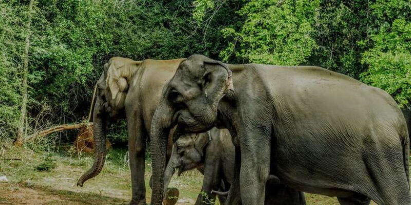 Yala National Park: ALL INCLUSIVE PRIVATE Safari Tour - Why This Tour Offers Good Value