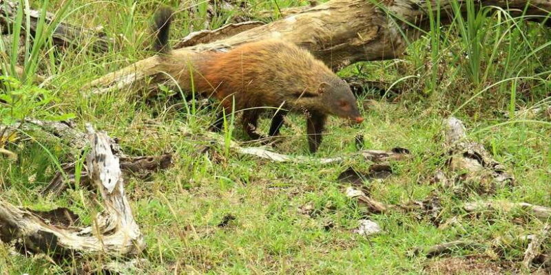 Yala National Park: ALL INCLUSIVE PRIVATE Safari Tour - Who Should Consider This Tour