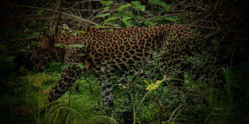 Yala National Park: ALL INCLUSIVE PRIVATE Safari Tour - The Sum Up: Is It Worth It?