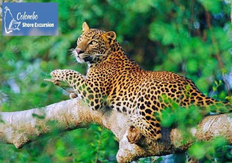 Yala National Park: Day Tour with Jeep Safari - The Sum Up