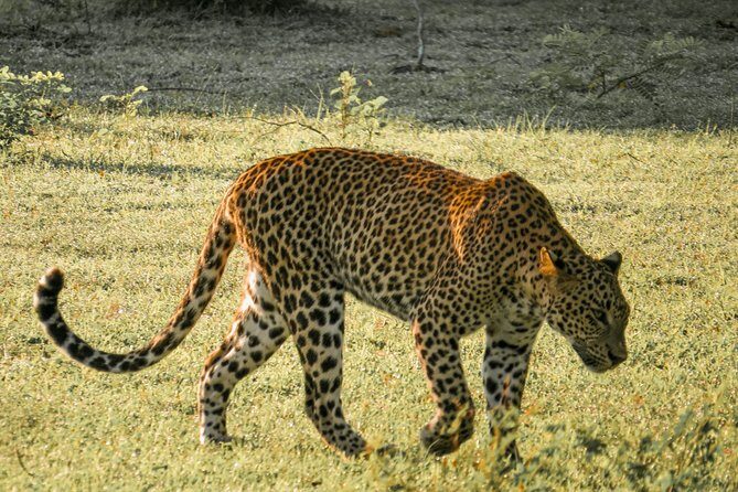 Yala National Park Entrance Ticket with Private Safari - An Honest Look at Yala National Parks Entrance Ticket with Private Safari