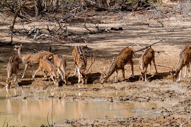 Yala National Park Entrance Ticket with Private Safari - The Realities of the Experience (Based on Reviews)