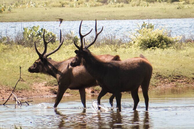 Yala National Park Entrance Ticket with Private Safari - Who Should Consider This Tour?