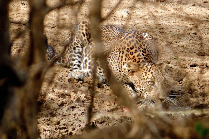 Yala National Park Entrance Ticket with Private Safari - FAQ