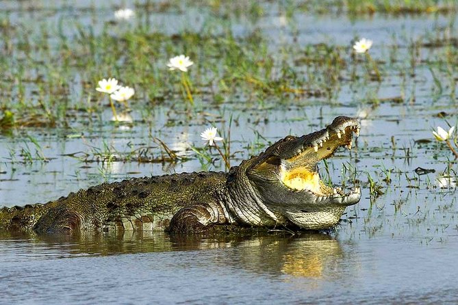 Yala National Park Full-Day Jeep Safari with Lunch - Who Should Consider This Tour?