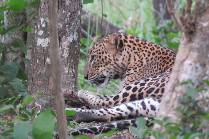 Yala National Park - Full Day Safari (04:30 am - 06:00 pm) - The Balance of Value and Experience