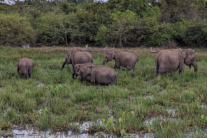 Yala National Park - Full Day Safari (04:30 am - 06:00 pm) - Who Will Love This Safari?