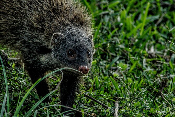 Yala National Park - Full Day Safari (04:30 am - 06:00 pm) - Frequently Asked Questions