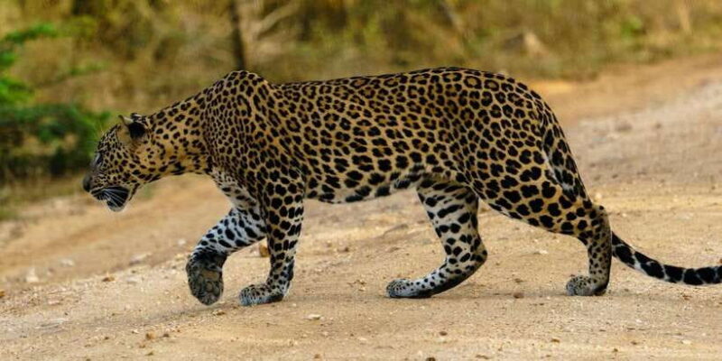 Yala National Park : Full Day Safari (04:30 am - 18:00 pm) - Key Points