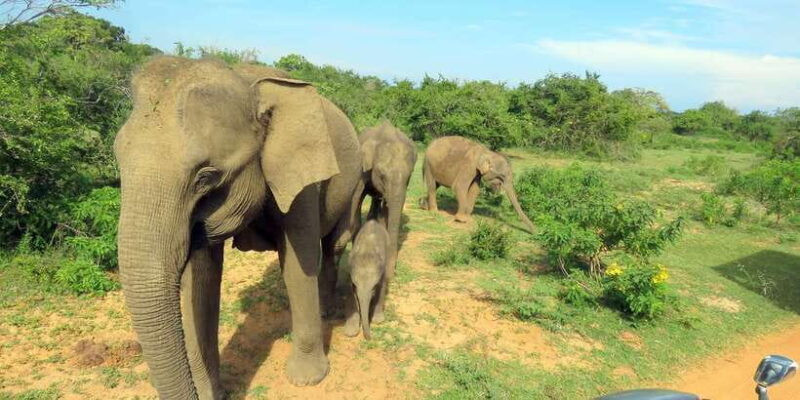 Yala National Park : Full Day Safari (04:30 am - 18:00 pm) - Wildlife Sightings: What You’re Likely to See