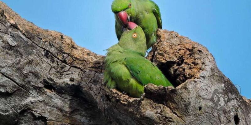 Yala National Park : Full Day Safari (04:30 am - 18:00 pm) - What to Expect: The Real Experience