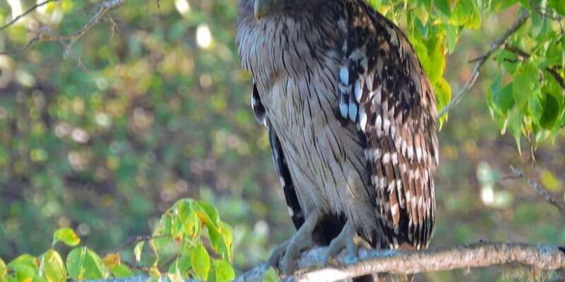 Yala National Park : Full Day Safari (04:30 am - 18:00 pm) - Considerations and Practical Tips