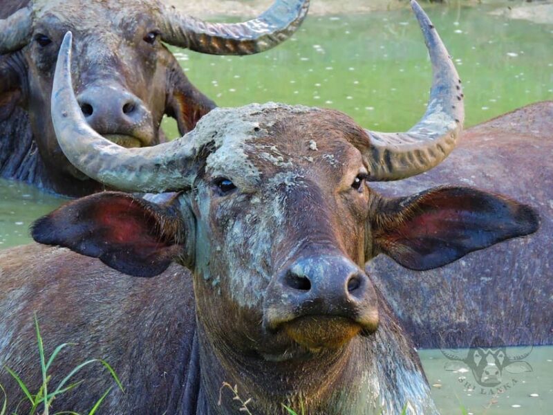 Yala National Park : Full Day Safari (04:30 am - 18:00 pm) - Who Will Enjoy This Safari?