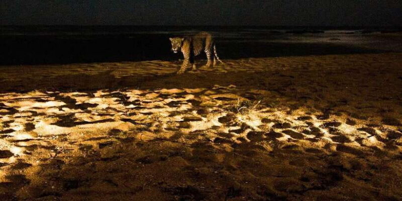 Yala National Park : Full Day Safari (04:30 am - 18:00 pm) - Final Thoughts: Is It Worth the Price?