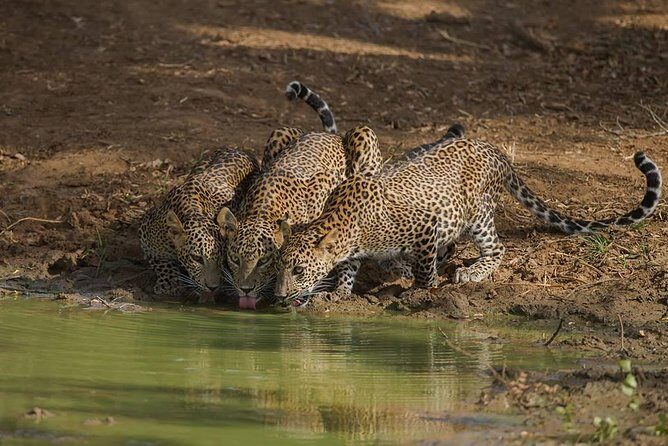Yala National Park Full Day Safari from Hambantota Cruise Terminal - Key Points