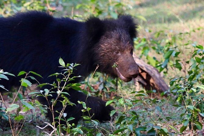 Yala National Park Full Day Safari from Hambantota Cruise Terminal - Introduction: What’s to Love About This Safari?