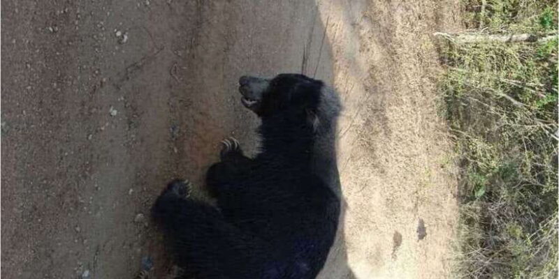 Yala National Park Full Day Safari - Introduction