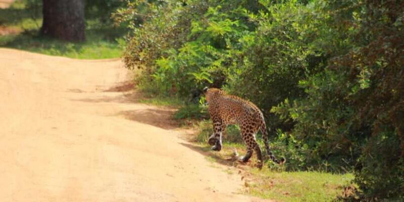 Yala National Park Full Day Safari - What Makes This Safari Stand Out?