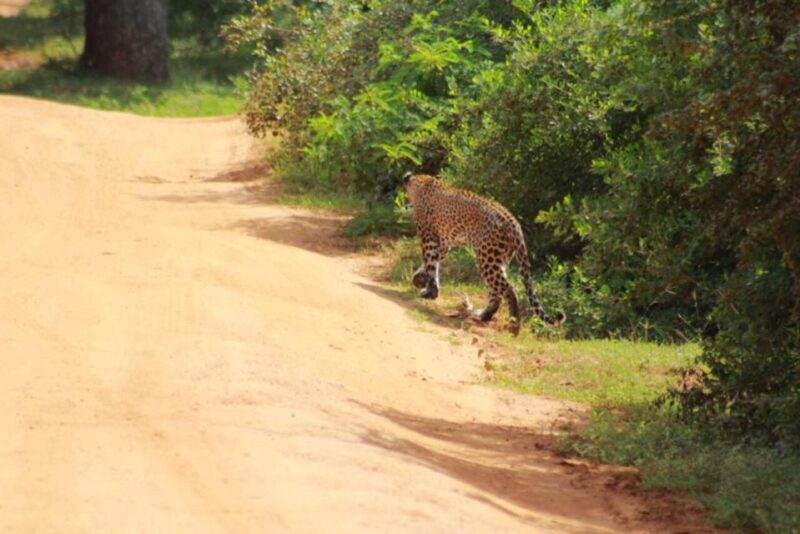 Yala National Park Full Day Safari - The Included Meals and Comfort
