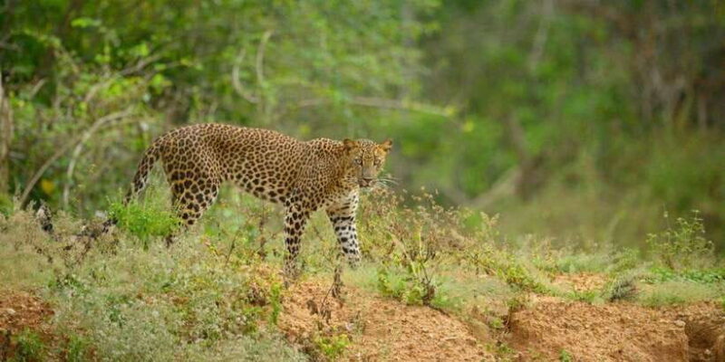 Yala National Park: Full-Day Safari Tour from Colombo - Key Points