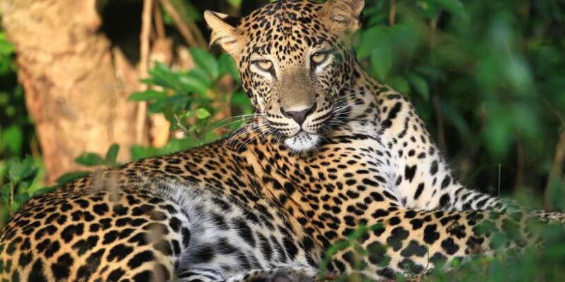 Yala National Park: Full-Day Safari Tour from Colombo - The Logistics: How the Day Unfolds