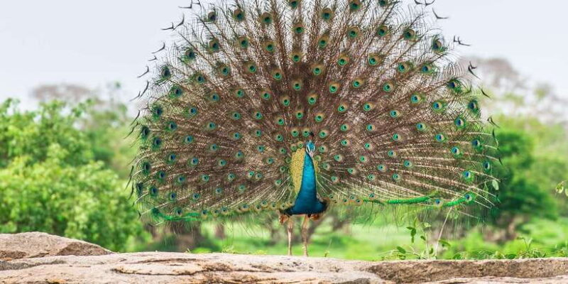 Yala National Park: Full-Day Safari Tour from Colombo - Who Should Consider This Tour?