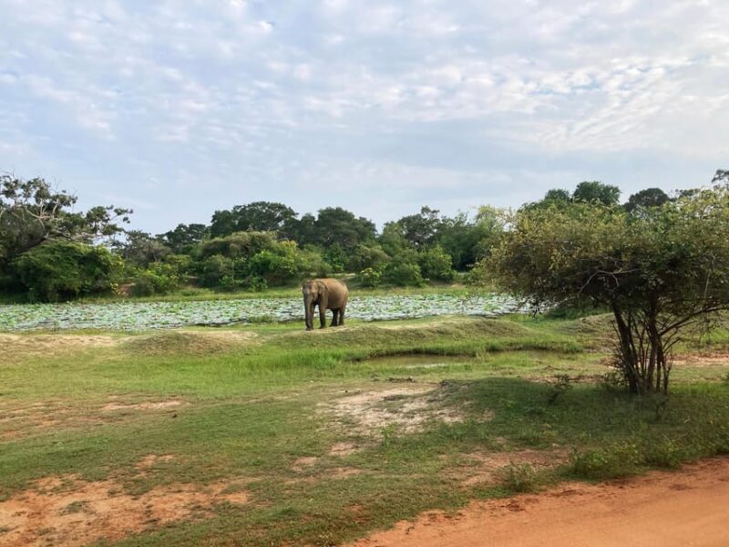Yala National Park: Full-Day Safari Tour from Colombo - Final Thoughts