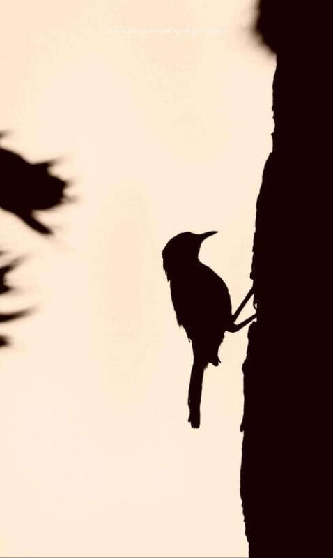 Yala National Park: Full day Safari Tour - The Practicalities: What’s Included and What to Expect