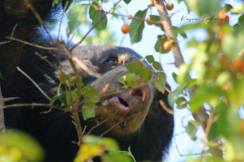 Yala National Park: Full day Safari Tour - Who Should Consider This Tour?