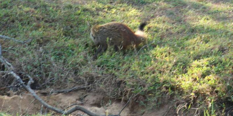 Yala National Park : Full Day Safari(04:30-18:00) - Final Thoughts