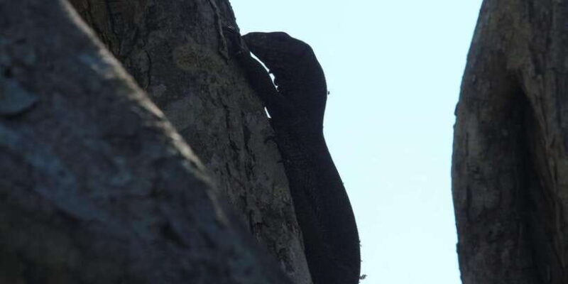 Yala National Park : Full Day Safari(04:30-18:00) - FAQ