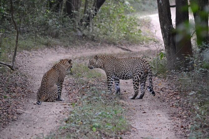 Yala national park Full day tour With breakfast and lunch - Exploring the Yala National Park Full Day Tour: A Genuine Adventure into Sri Lanka’s Wildlife