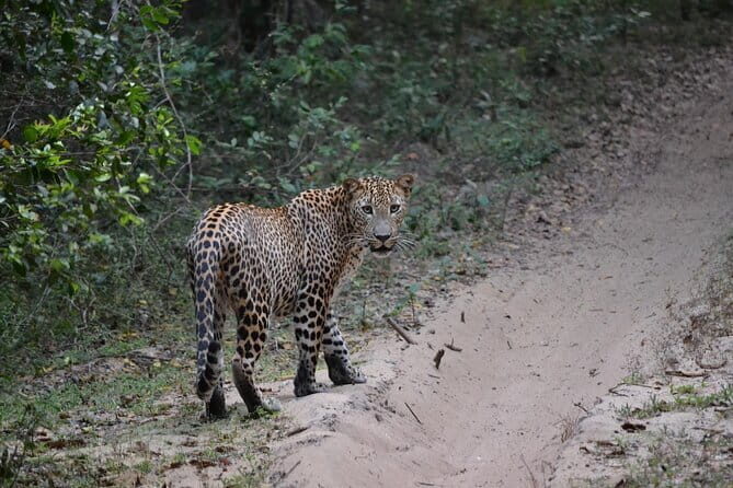 Yala national park Full day tour With breakfast and lunch - Key Points from the Yala National Park Full Day Tour