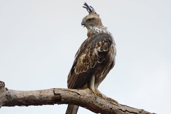 Yala national park Full day tour With breakfast and lunch - The Sum Up