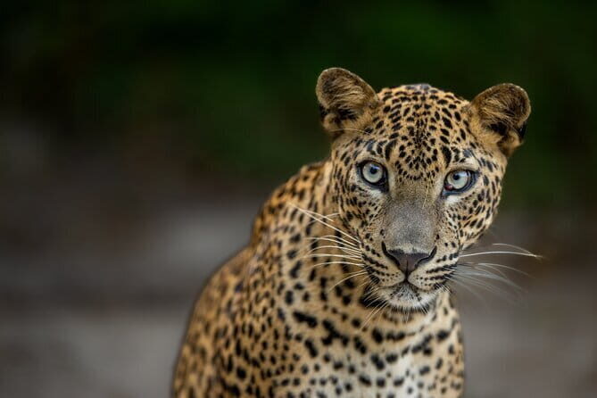 Yala National Park Guided Safaris - Exploring Yala National Park Guided Safaris: An Honest Review