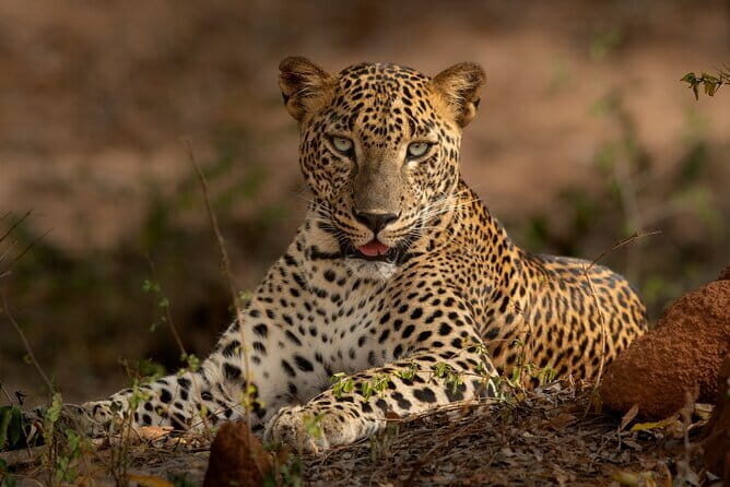 Yala National Park Guided Safaris - Key Points