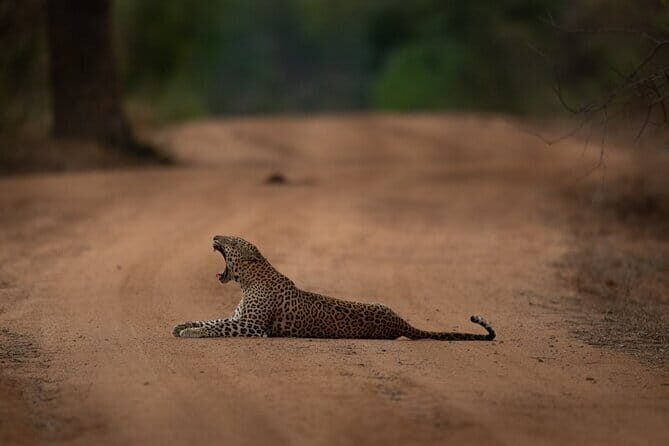 Yala National Park Guided Safaris - Who Should Book This Tour?