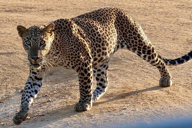 Yala National Park Guided Safaris - Final Words