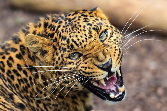 Yala National Park Guided Safaris - FAQ