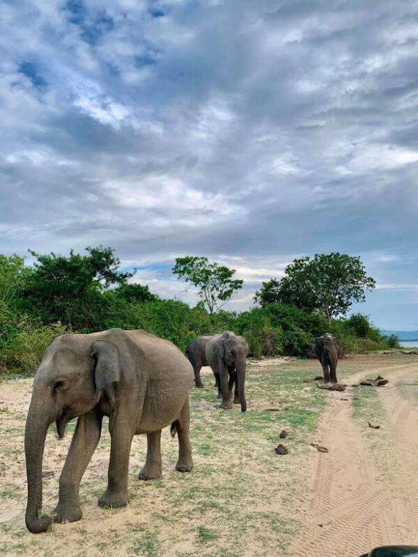 Yala National Park: Half Day or Full Day Leopard Safari Tour - The Sum Up