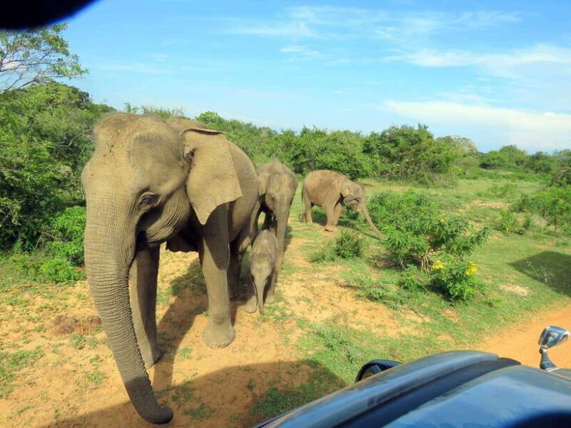 Yala National Park : Half Day or Full Day Safari Tours - Authentic Experiences from Reviews