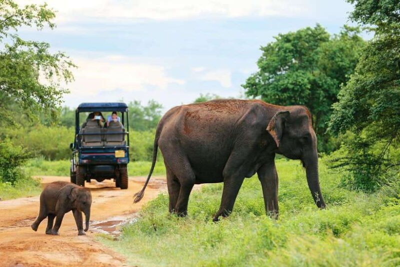 YALA National Park - HALF DAY or FULL DAY TOUR - Key Points