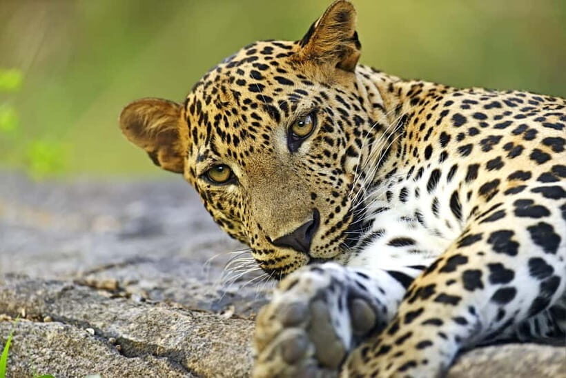 YALA National Park - HALF DAY or FULL DAY TOUR - An Entertaining and Practical Overview of the Tour