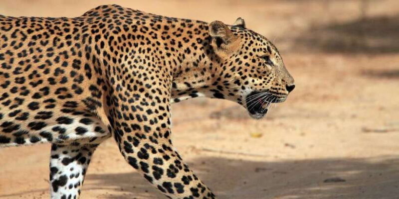 YALA NATIONAL PARK: HALF DAY or FULL DAY TOUR - FAQ