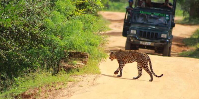 Yala National Park Half day Safari - Practical Tips for Making the Most of the Safari