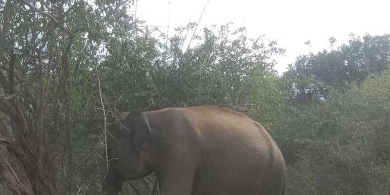 Yala National Park Half day Safari - Who Should Consider This Safari?