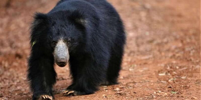 Yala National Park: Half Day Safari from Hambantota Harbor - The Experience Provider and Flexibility