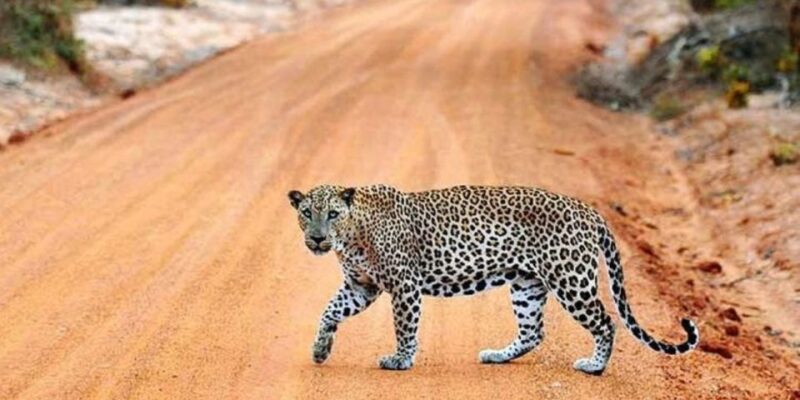 Yala National Park: Half Day Safari from Hambantota Harbor - Final Thoughts