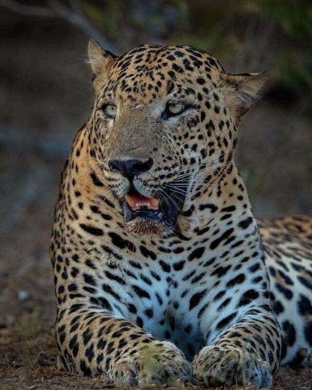 Yala National Park Half Day Safari - What to Expect at Yala National Park